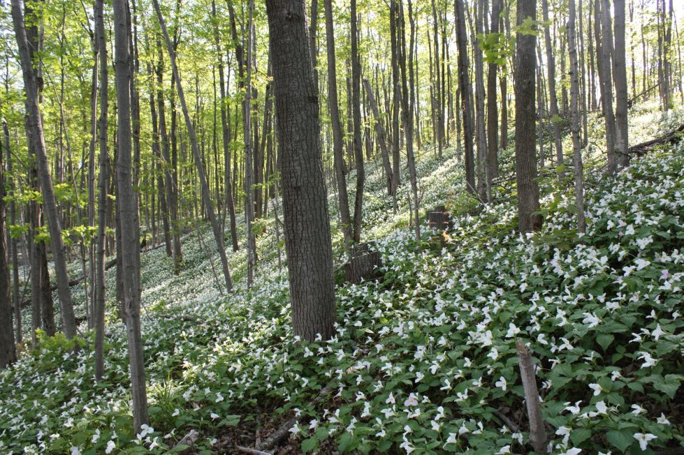 Spring Magic